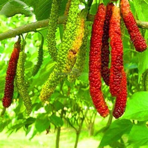 Buy Long Mulberry Fruit Plant Online India Best Price