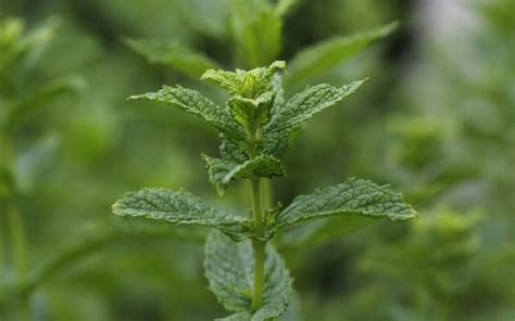 페퍼민트 Peppermint 에센셜오일 프로파일 Ver 30 네이버 블로그