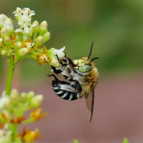 Amegilla Asserta From Bermagui Nsw 2546 Australia On November 16 2023