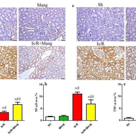 Mangs 20 Mgkg Ip Impact On Renal A Ppar γ Mrna Protein Download Scientific Diagram
