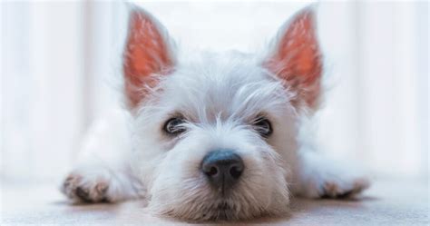 Dog Owner Guide To Kennel Cough And How To Prevent It Vetcarenews