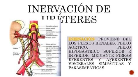 Ureteres Vejiga Uretra