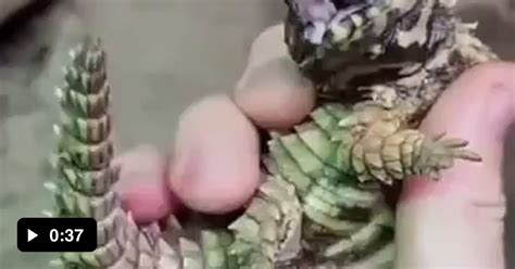 This little guy knows how to protect itself. - 9GAG