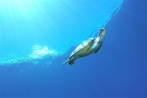 海がめ うみがめ Japanese English Dictionary Japaneseclassjp