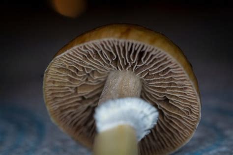A Beginners Guide To Fungi Identification Growing Magazine