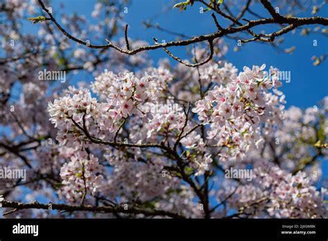 Cherry Blossom In Alishan National Forest Recreation Area At Chiayi