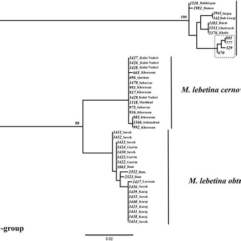 phylogenetic tree resulting from a maximum likelihood ml
