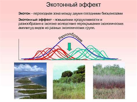 Общая экология Тема 8 Экология сообществ синэкология