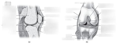Knee Joint Diagram Quizlet