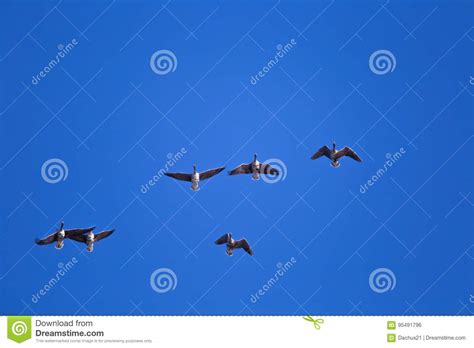 A Flying Flock Of Migratory Geese On The Blue Sky Background Stock Photo Image Of Bird Gray