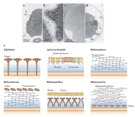 S Layers In Archaea Electron Micrographs Of A Euryarchaeote