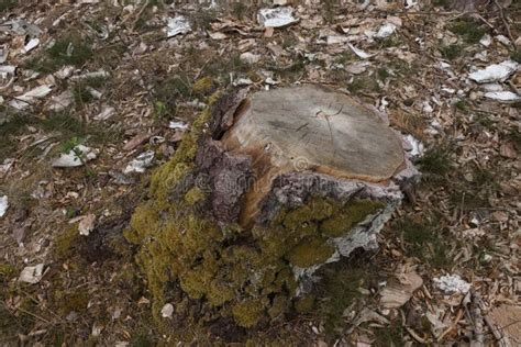 The Remains Of A Felled Tree A Tree Trunk Stock Image Image Of