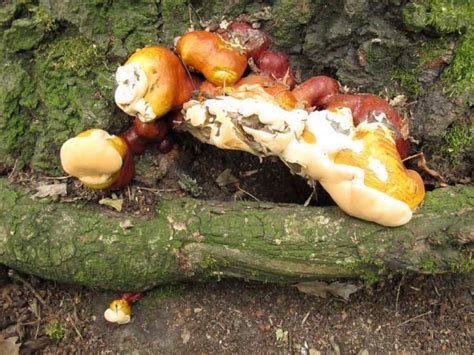 Ganoderma Resinaceum Growth Rate And Ecology Page 2 Fungi