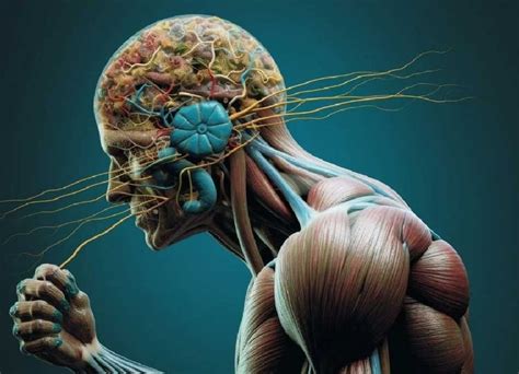 Exploring The Connection Between Brain Health And Aging Memprize