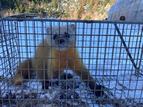 やなファーム ニワトリの天敵 ニワトリ小屋の板壁が破られてニワトリ2羽が殺されていました😭