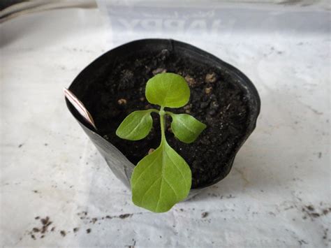 04 22 苗作り ナス千両二号 野菜育てて実ます