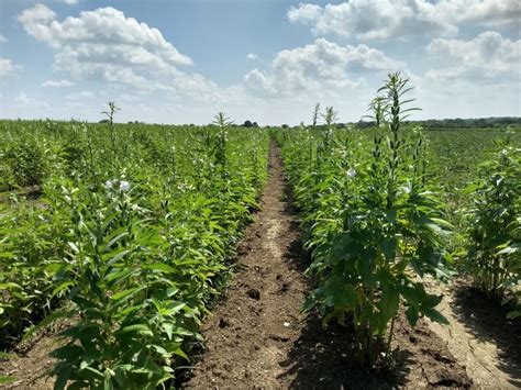 Sinaloa Guerrero Y Michoacán Principales Productores De Ajonjolí En