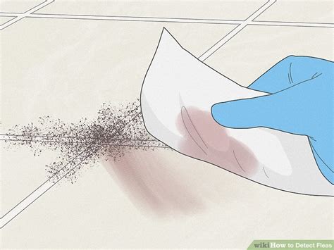 How To Detect Fleas Steps With Pictures WikiHow