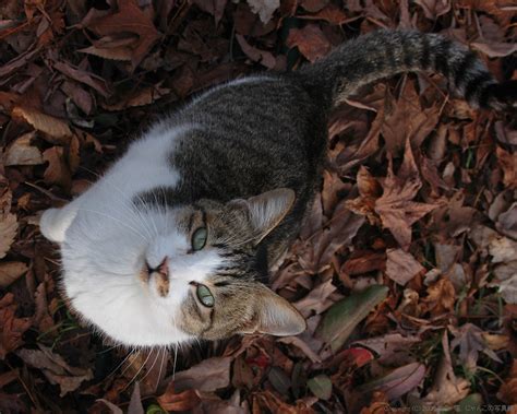 ぬこ、猫、にゃんこの写真別館 Pc用猫壁紙1280×1024 Livedoor Blog（ブログ）