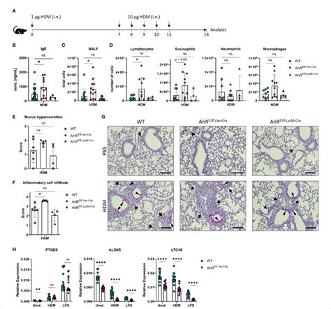 Hematopoietic Ahr Expression Prevents Exacerbation Of Allergic Airway