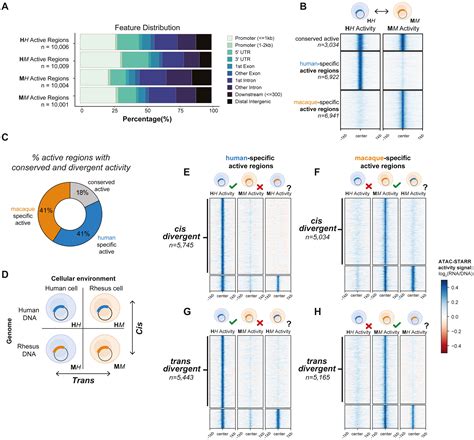 Human Gene Regulatory Evolution Is Driven By The Divergence Of