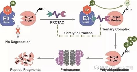 Nature丨基因泰克尝试protac联合双抗在结直肠癌探索 昨天的文章有提到当下是做药人的黄金时代，但在没有解决创新药支付问题之前，依然是卖