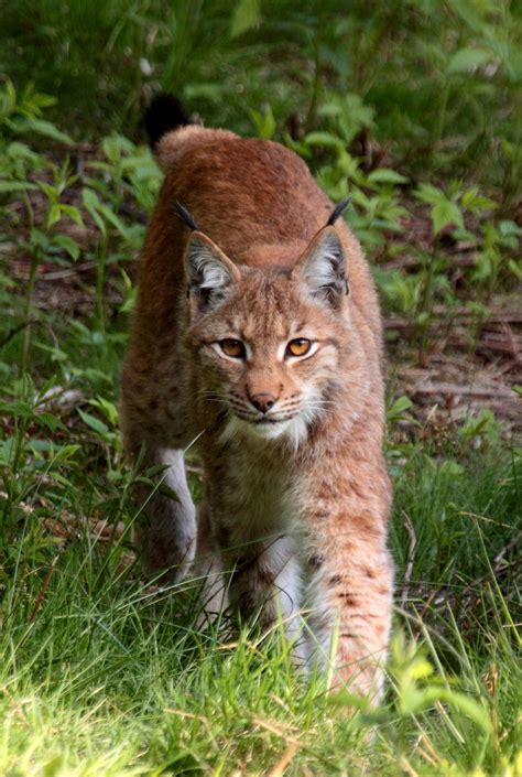 Comeback For Europes Large Carnivores 5 Of Eurekalert