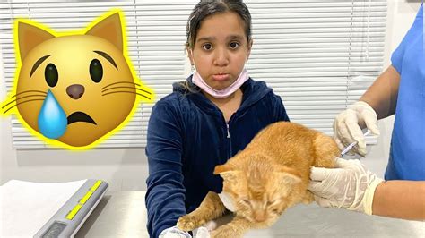 قطة شفا مريضة فيها فايروس خطير أخذناها للمستشفى My Cat Is Very Sick