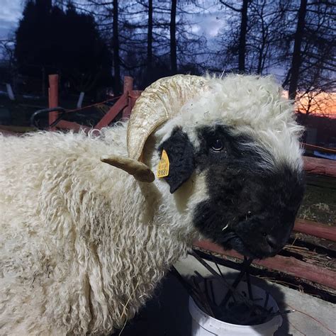 Owca Walliserska Czarnonosa Polska Facebook