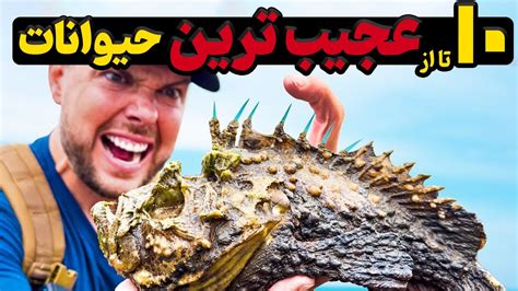 عجیب‌ترین حیوانات جهان 10 حیوان عجیب وغریب که هیچ وقت ندیده‌اید 😧