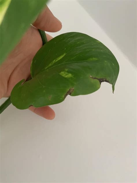 Is Something Eating My Pothos R Houseplants