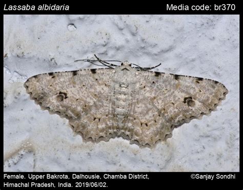 Lassaba Moths