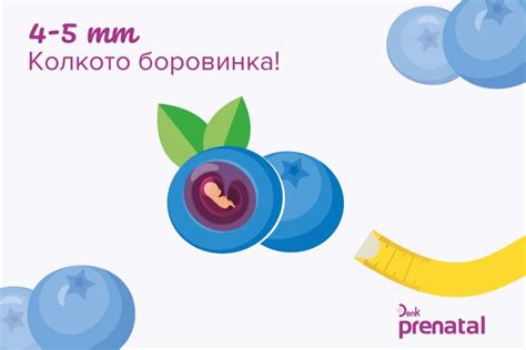 Календар бременност по седмици Пренатал Денк