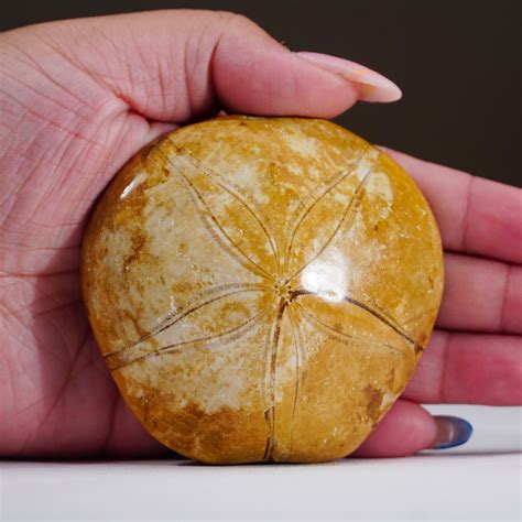 Genuine Fossilized Sea Urchin Astro Gallery Touch Of Modern