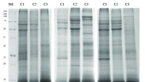 SDS PAGE Profile Of Sperm Extracts Proteins Obtained During The Download Scientific Diagram