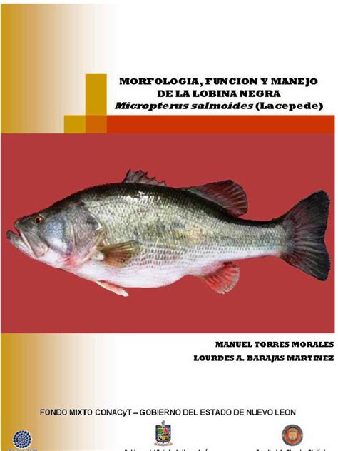 Morfología Función Y Manejo De La Lobina Negra Micropterus Salmoides