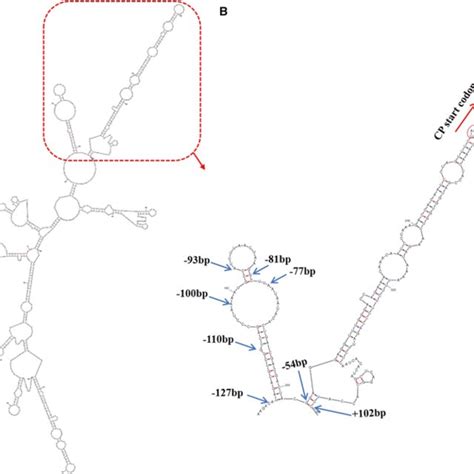 prediction of rna secondary structure using mfold software a