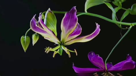 初春之美视频页面全屏