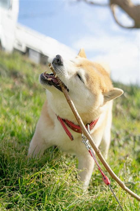 写真 1ページ目犬の「甘え」の美学。飼い主の足の間で眠りについてそんな夜に思うこと Esseonline（エッセ オンライン）
