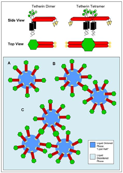 Cartoon Representation Of Tetherin At Cell Surface The Dimeric