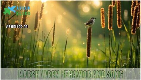 Marsh Wren Complete Guide To Identification Habitat And Behavior