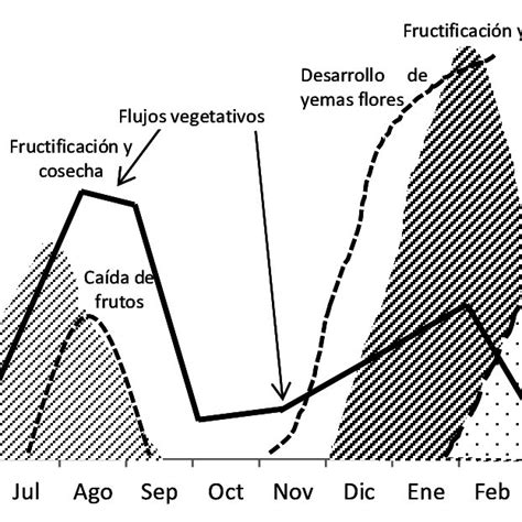 Fases De Crecimiento Vegetativo Floración Y Fructificación Del Mango