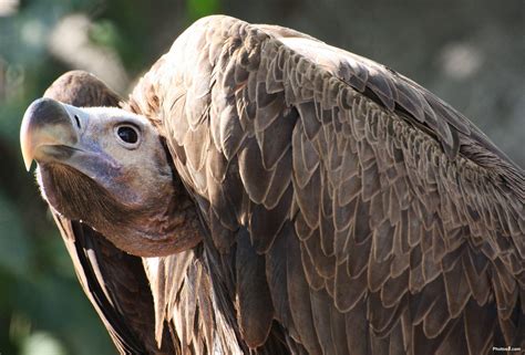 Vulture Wallpapers Wallpaper Cave