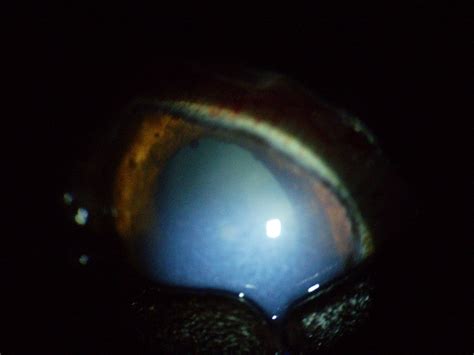 Írisz Ciszta Kutyaszemeszet Hu