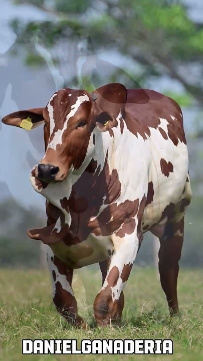 Nelore Pintado Rojo Puro 🐮🌱 Youtube