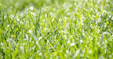 How To Fix Patchy Grass Steps Tips And Tools Required Lawn Chick