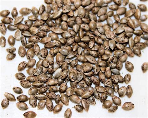 Letters To Rev Home Grown Cannabis Breeding Skunk Global