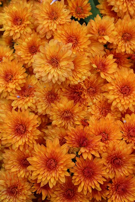 Безкоштовне стокове фото Botanica абстрактний барвистий ботанічний