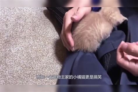 站都站不稳的小橘猫，跑来撩大狗：我可爱吗下一秒憋住别笑！