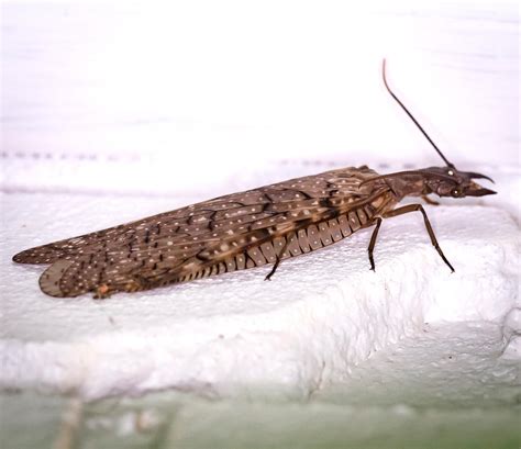 Dobsonfly Lbt Idea New Ideas By Matt Weaver Wiki Fandom